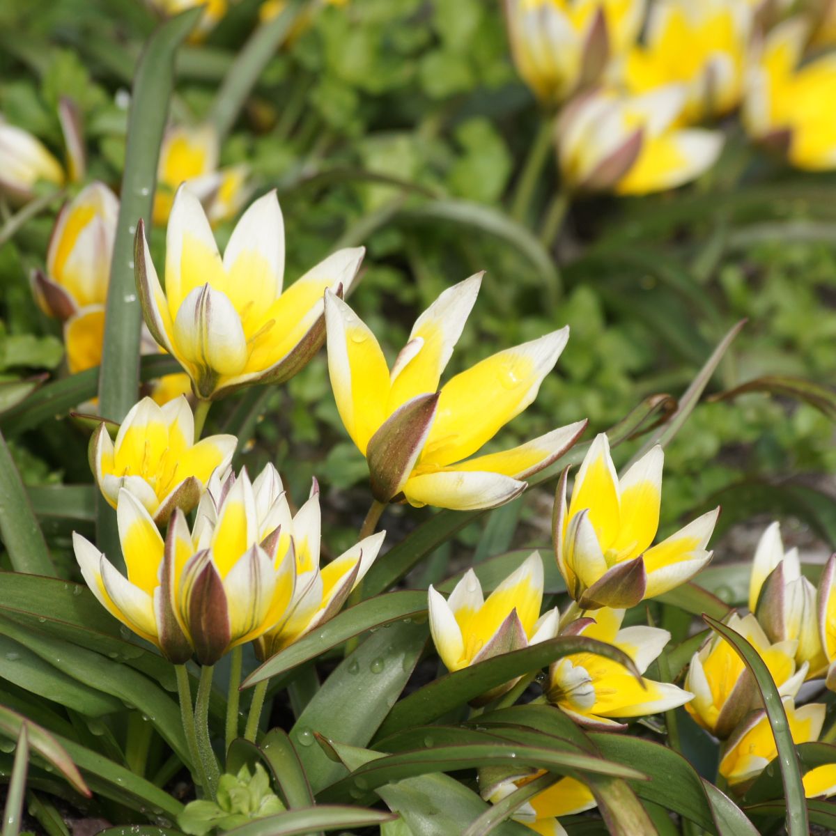 Tulipa Tiny Timo - BIO | Natural Bulbs NL